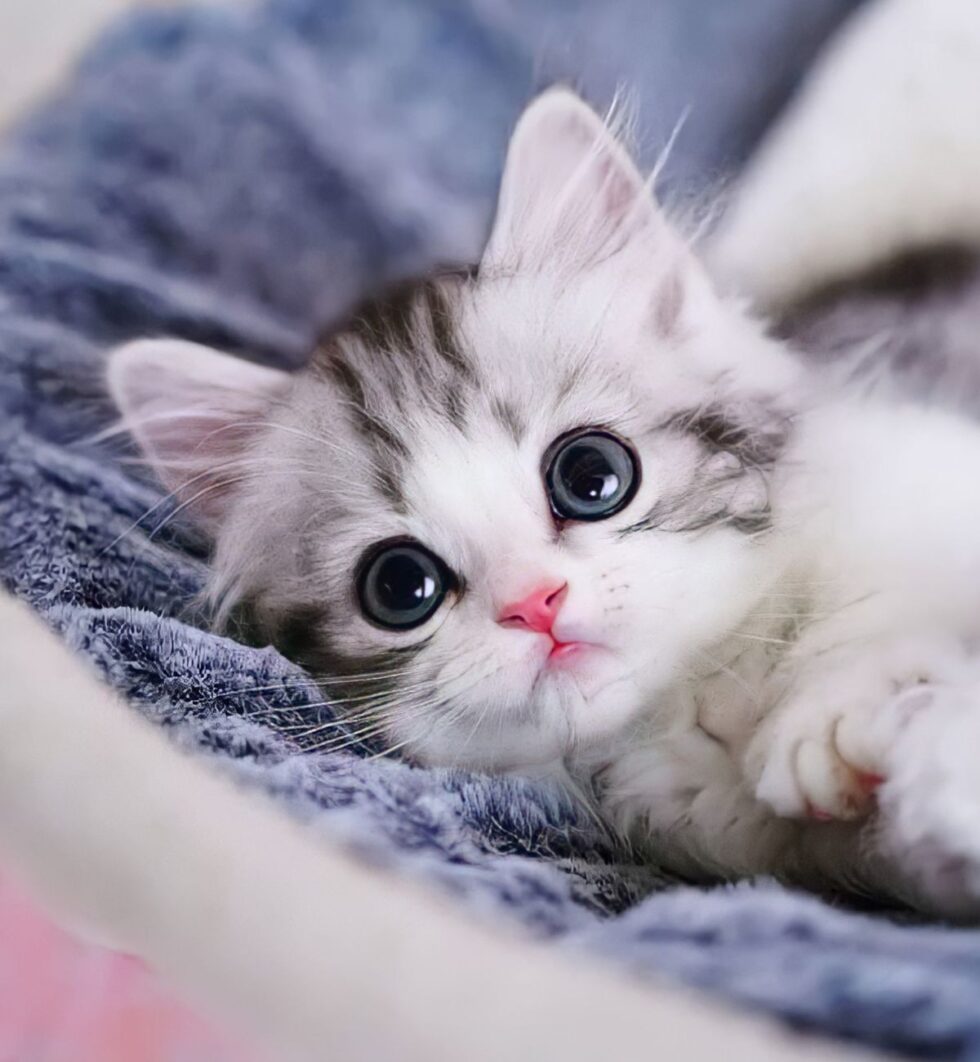 Kitten Preventative Care In Cranston, RI | Oaklawn Animal Hospital